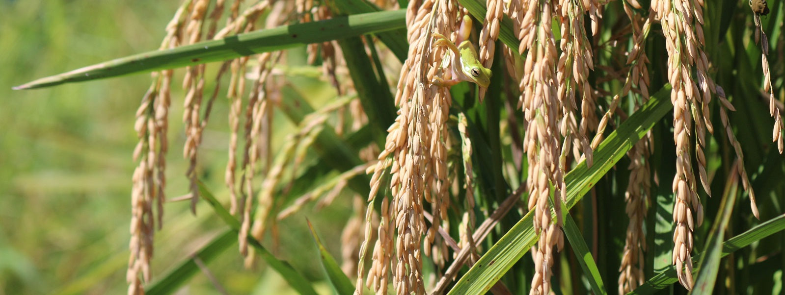 Two Brooks Rice Farm