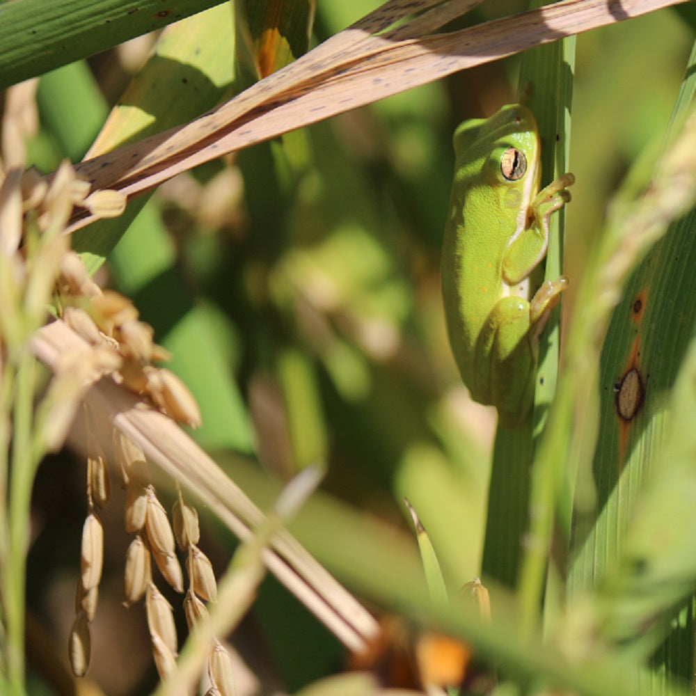 Two Brooks Rice Farm